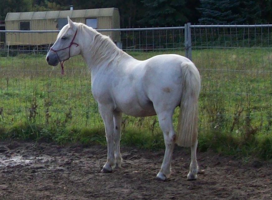 Westernreiten, Natural Horsemanship und Tierkommunikation in Dresden ...