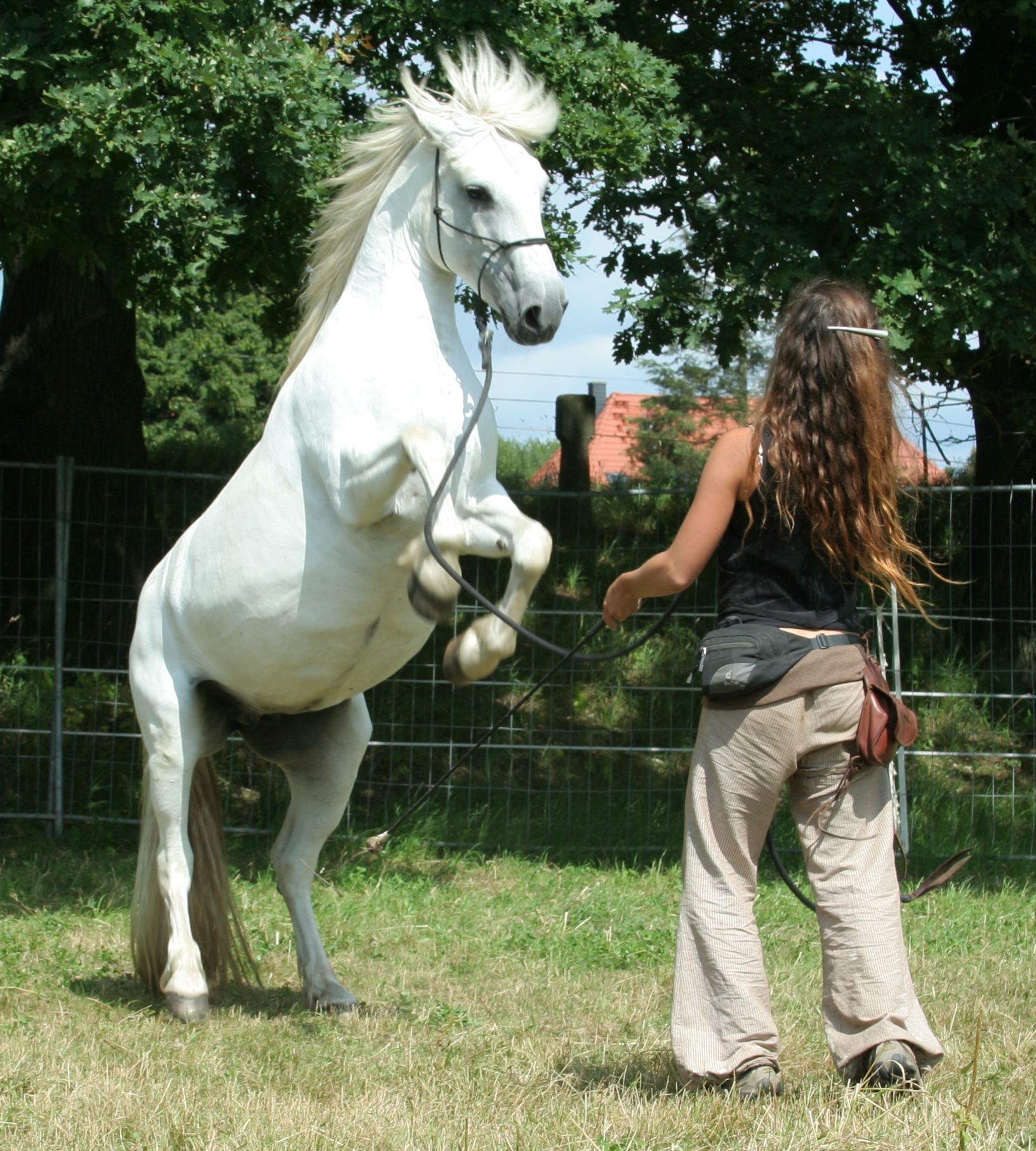 Westernreiten, Natural Horsemanship und Tierkommunikation in Dresden ...